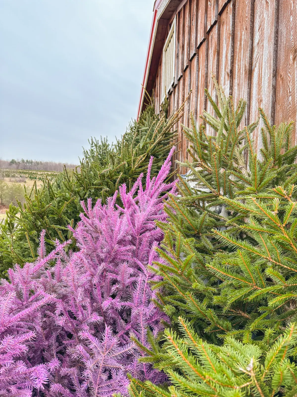 Where to Find Your Christmas Tree in Cortland County
