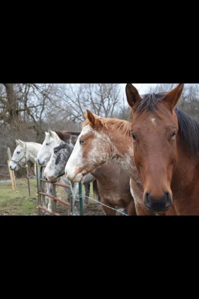 Annual Cincinnatus Rodeo | Cortland County Convention & Visitors Bureau